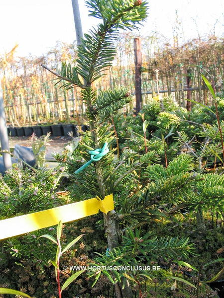 Abies koreana 'Aurea' – Boomkwekerij Hortus Conclusus