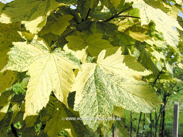 Acer pseudoplatanus 'Simon-Louis Frères' – Boomkwekerij Hortus Conclusus