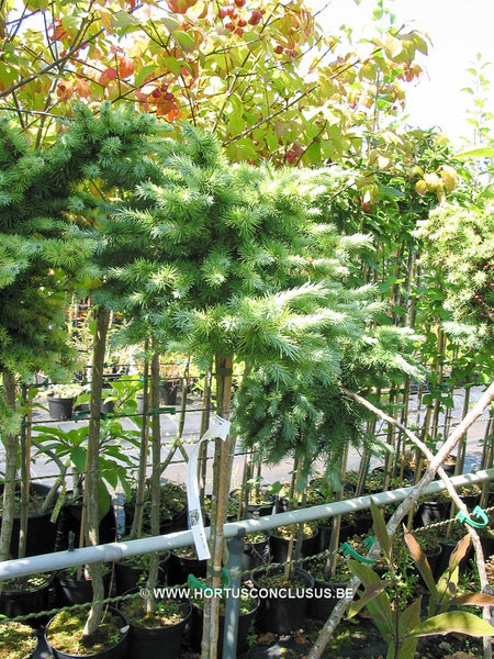 Larix kaempferi 'Blue Dwarf' – Boomkwekerij Hortus Conclusus