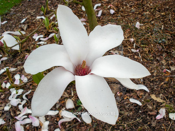 Magnolia 'Anne Rosse' – Boomkwekerij Hortus Conclusus