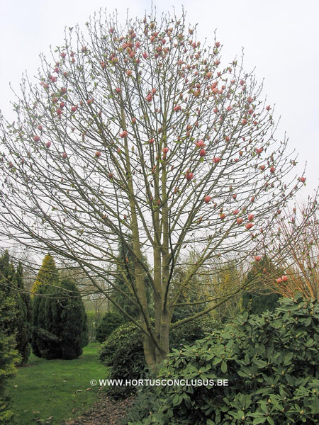 Magnolia 'Flamingo' – Boomkwekerij Hortus Conclusus