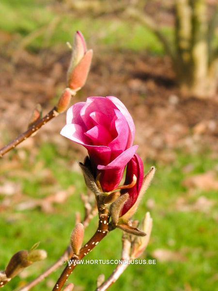 Magnolia 'Randy' – Boomkwekerij Hortus Conclusus
