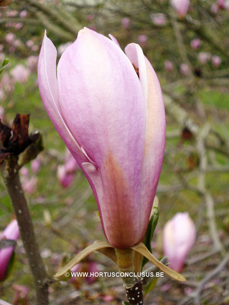 Magnolia 'Randy' – Boomkwekerij Hortus Conclusus