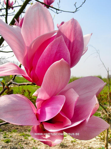 Magnolia 'Spectrum' – Boomkwekerij Hortus Conclusus