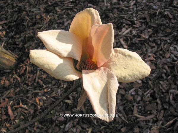 Magnolia x brooklynensis 'Eva Maria' – Boomkwekerij Hortus Conclusus