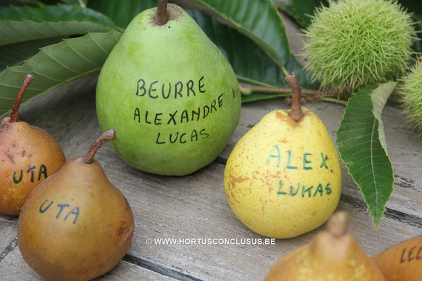 Pyrus communis 'Beurré Alexandre Lucas' – Boomkwekerij Hortus Conclusus