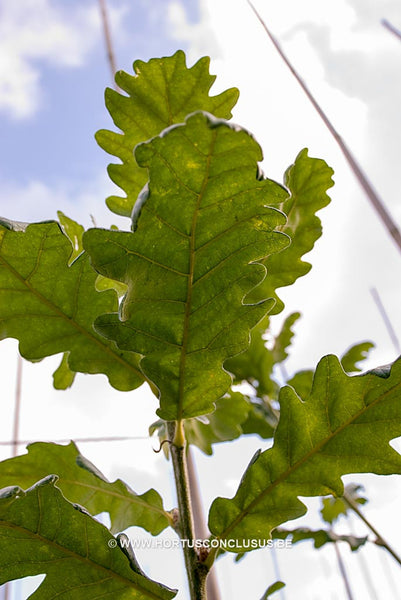 Quercus frainetto 'Schmidt' (Forest Green) – Boomkwekerij Hortus Conclusus