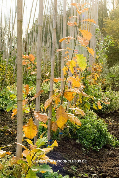 Quercus x warei 'Nadler' – Boomkwekerij Hortus Conclusus