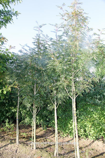Sorbus wilfordii – Boomkwekerij Hortus Conclusus